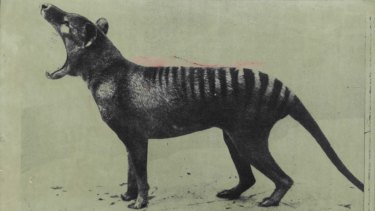 De-extinction debate: Is that Tasmanian Tiger better off dead?