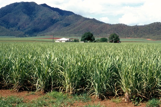 Global buyers sweet talk Bundaberg Sugar, owners start $600m auction