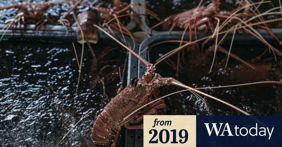 Future of WA Rock Lobster in hands of One Nation