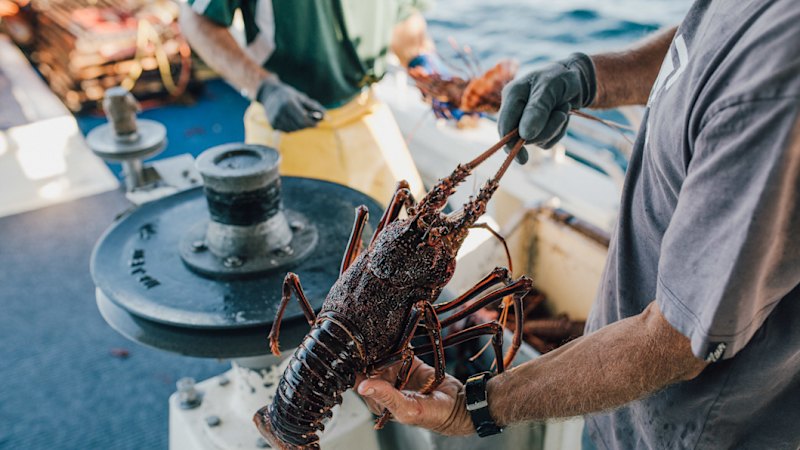 WA lobster plan labelled 'third world' by opposition leader