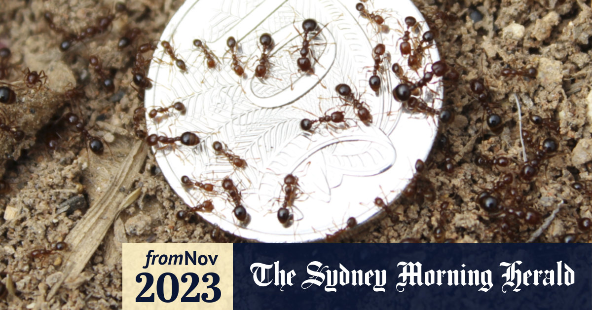 Red fire ant nest found in South Murwillumbah