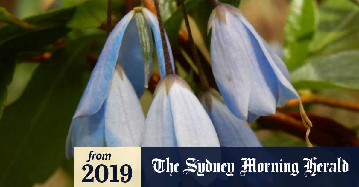 Celebrating native weeds