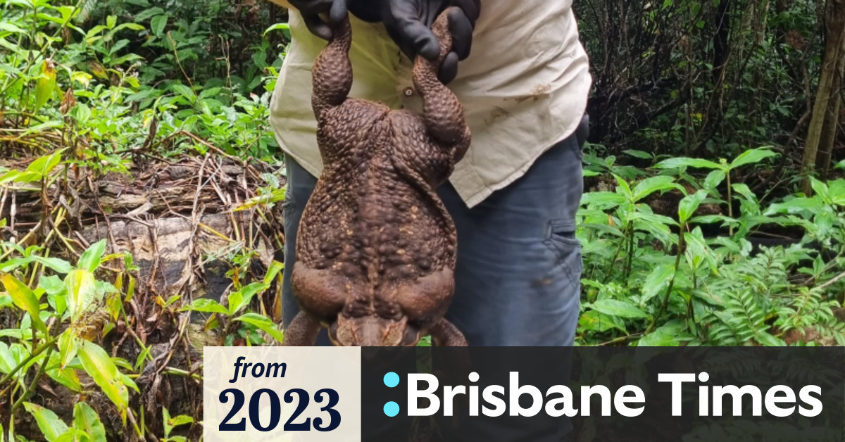 ‘Toadzilla’ even bigger than Queensland Museum’s monster attraction