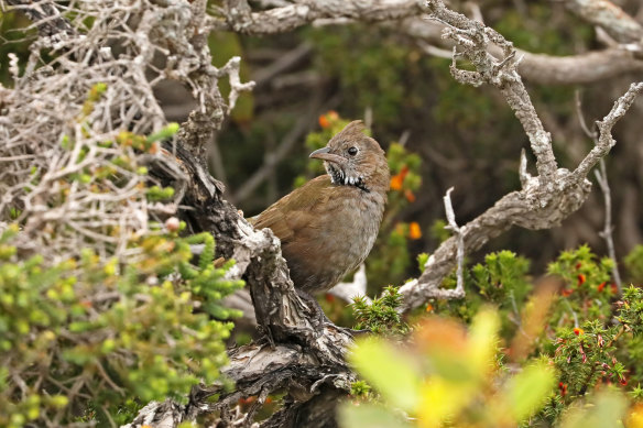White-bellied whipbird heard in Victoria for first time in almost 40 years