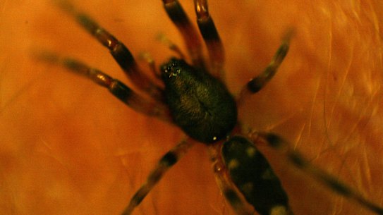 white spider bite nz