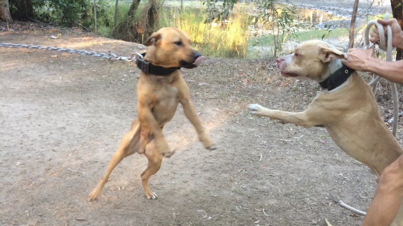 Is Dog Fighting Illegal In The Us