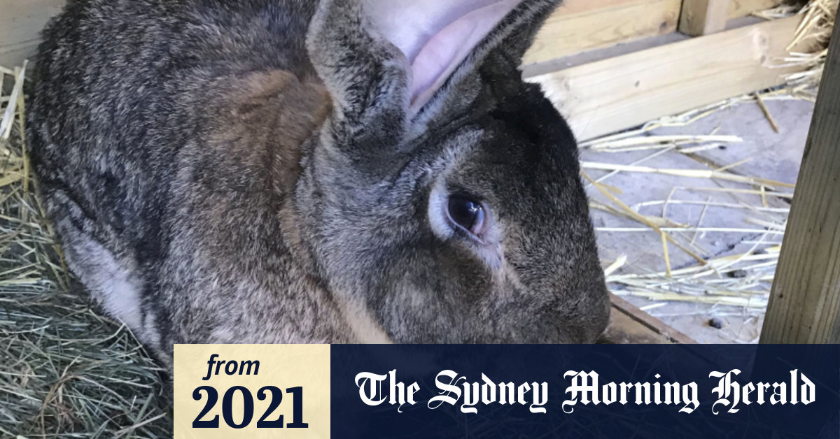Darius, the world’s longest rabbit, is stolen from his home