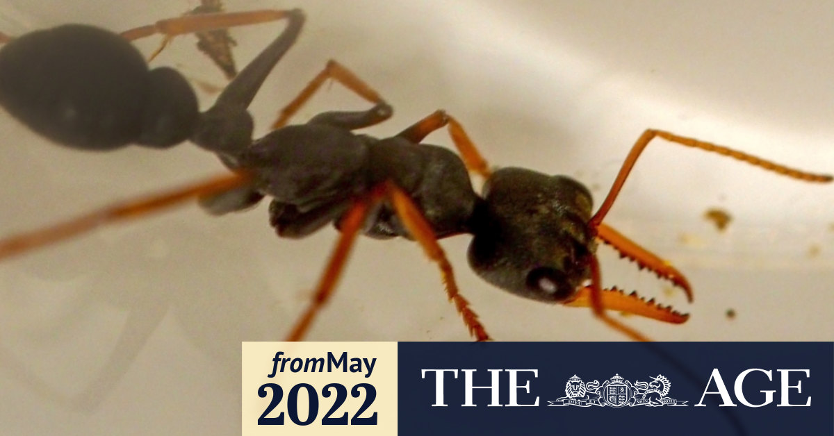 Jack jumper ants: Tasmania’s basketball team named after deadly ant ...