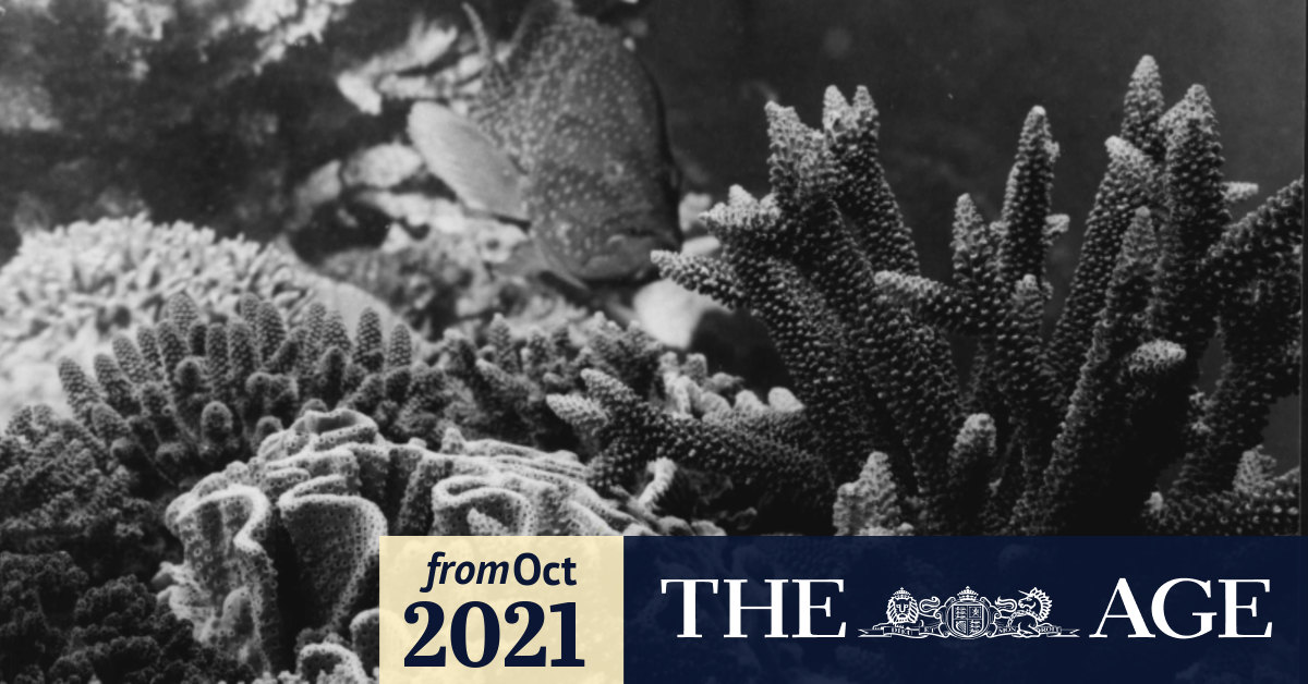 From the Archives, 1981: Great Barrier Reef gains world heritage status