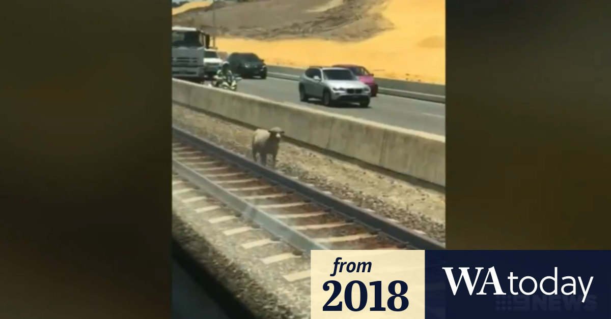 Runaway sheep shot on Kwinana freeway after evading capture