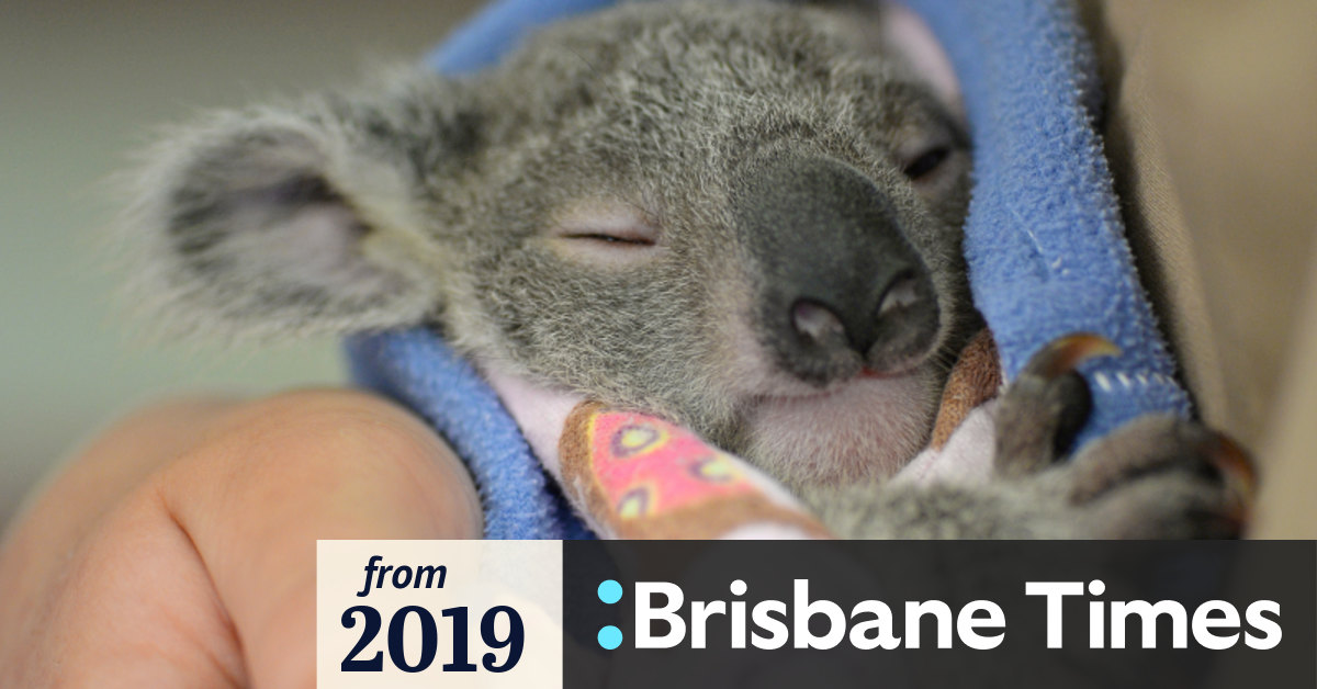 Suffering Queensland wildlife treated in record numbers amid bushfires