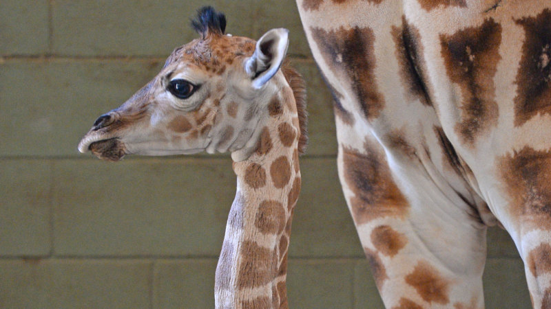 Baby giraffe welcomed to the world at Australia Zoo