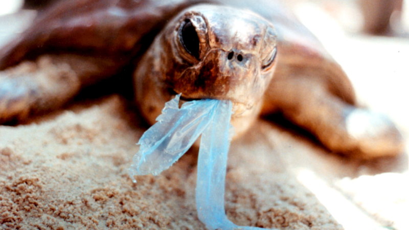Just one piece of plastic enough to kill a turtle, CSIRO finds