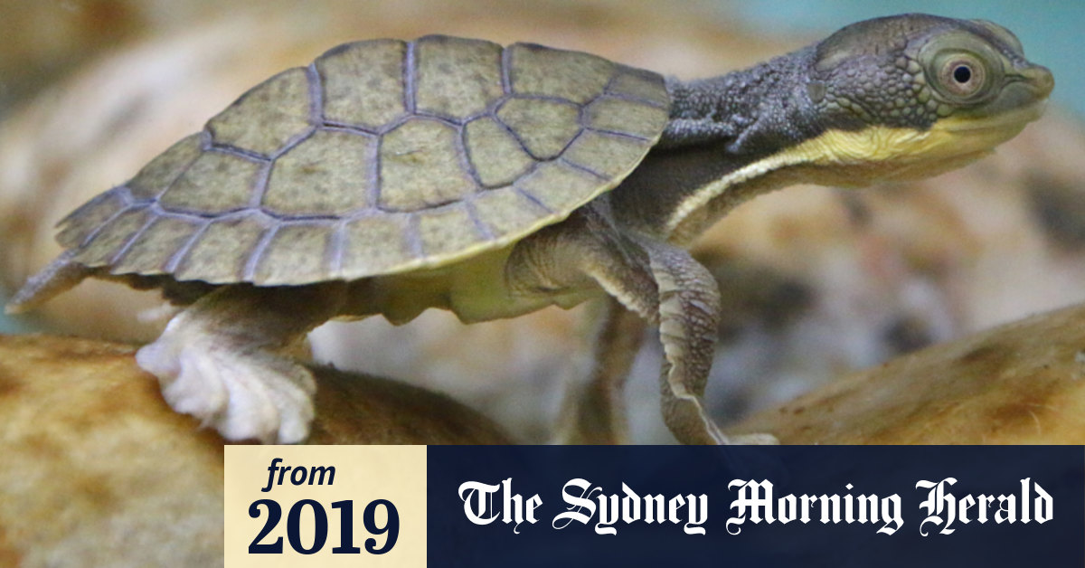 Bellinger River snapping turtle saved from extinction by canoeists