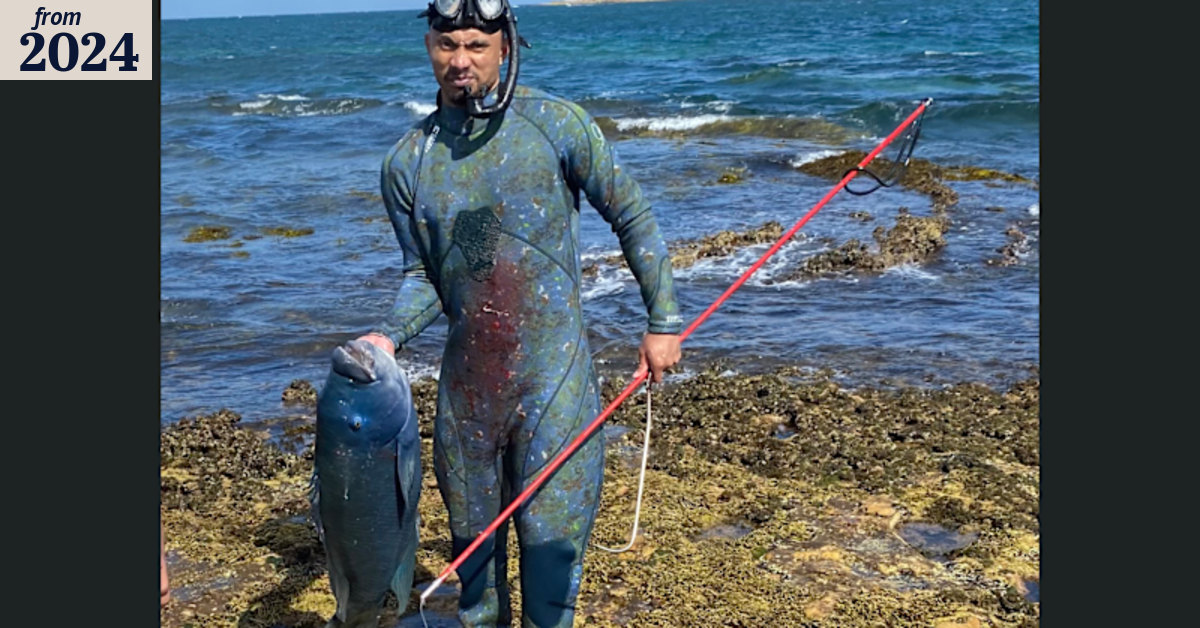 Blue groper spearfishing sparks investigation in Cronulla