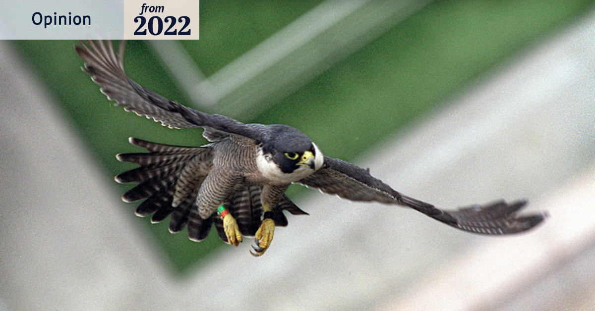 Peregrine falcon nest-cam a reminder of the highs and lows of parenting ...