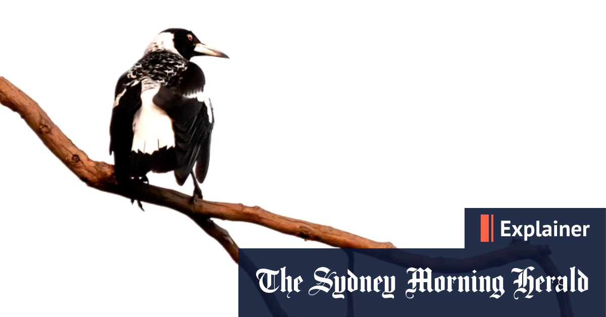 Magpie swooping season: Why do they do it and how can you avoid it?