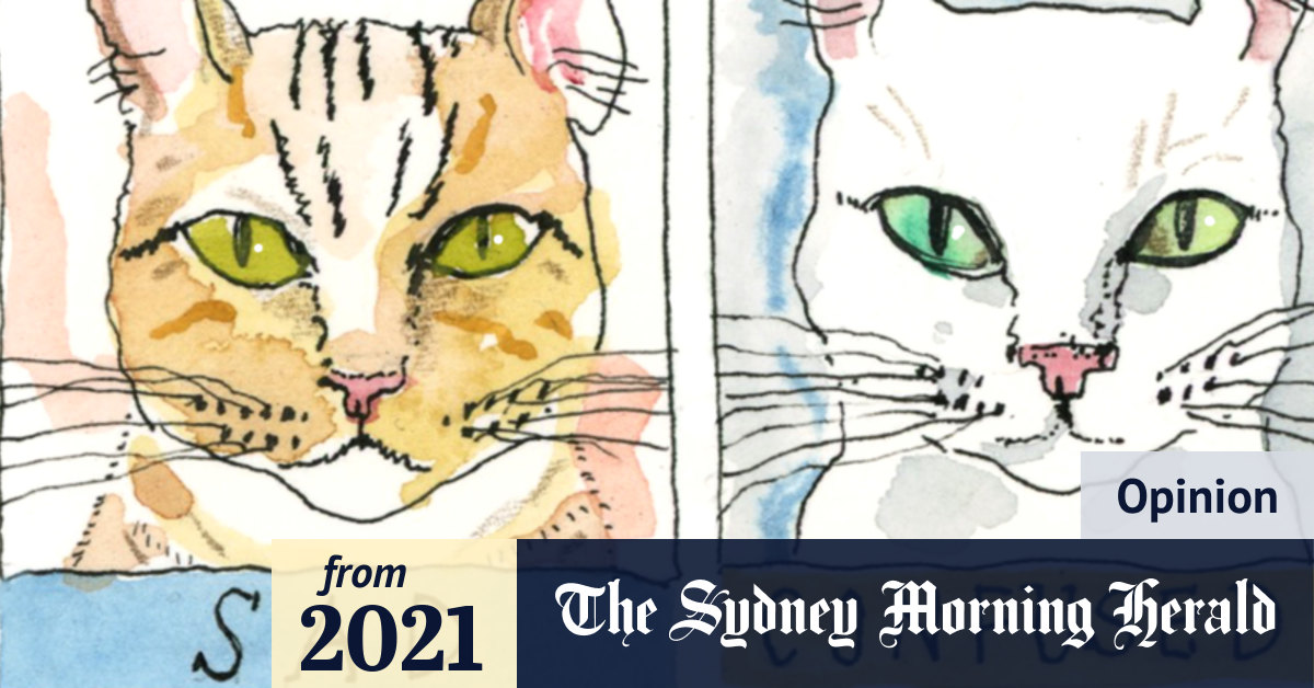 Sad, lost cats are on the rise. Or could it just be you?