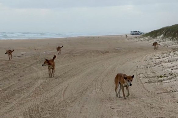 Piper James death among dingoes on K’gari: More than half of pack ...