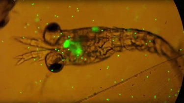 Microplastics have been found in humans for the first time. It's a ...