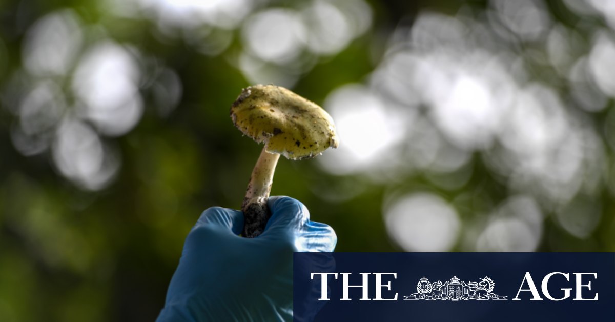 Gippsland Poisoning Two Dead Two In Hospital After Eating Mushrooms