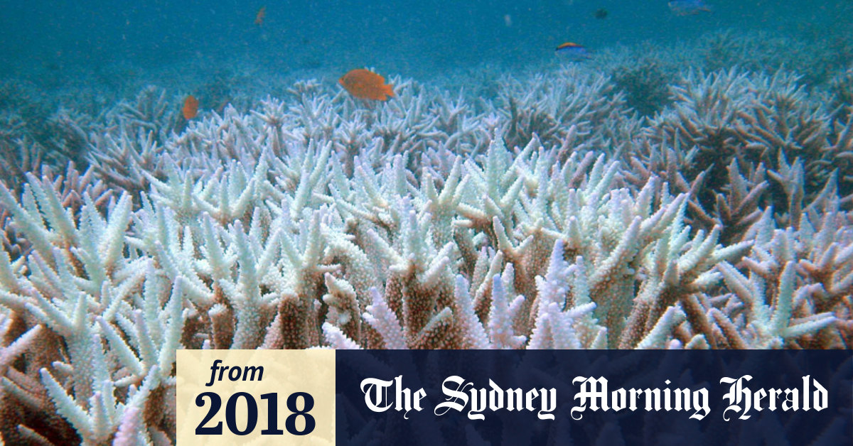 Secretive Great Barrier Reef Foundation reveals four founding leaders