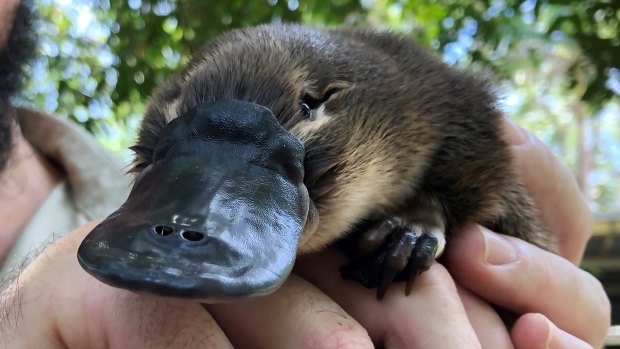 Platypuses disappear from five Brisbane waterways
