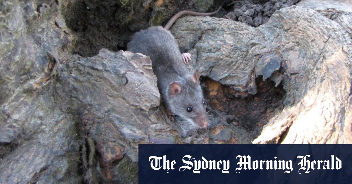 Why the false water rat needs a new name