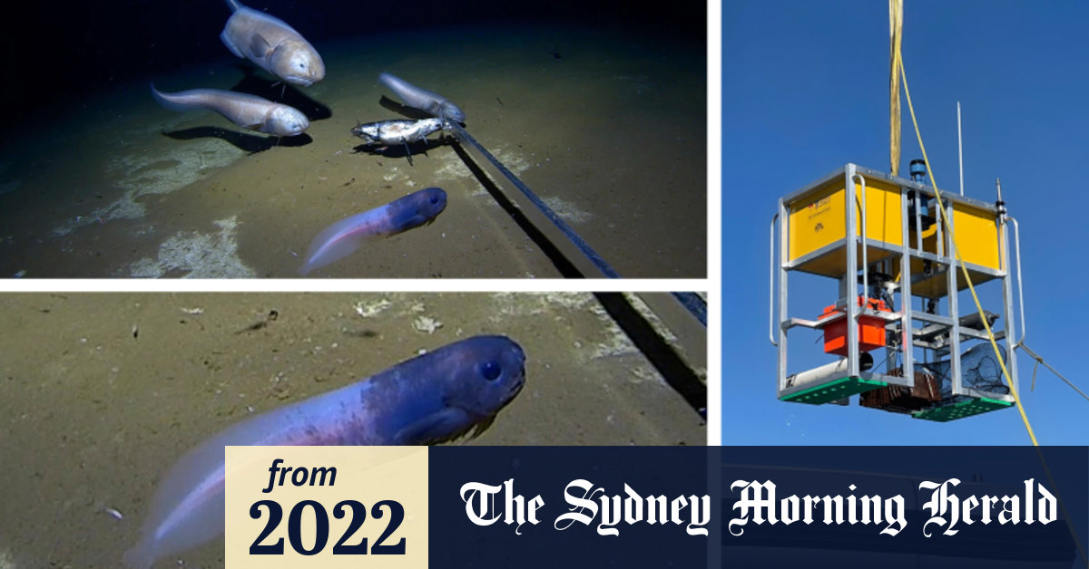Unnammed snail fish caught by marine scientists confirmed as deepest ...