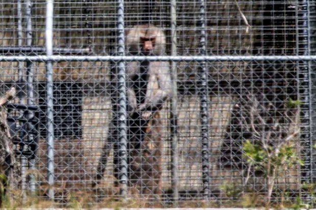 Animal research Australia: National Baboon Colony secret facility under ...