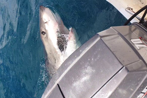 Footage of great white shark mauling motor of boat off Portland