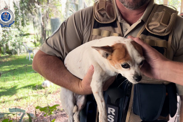 Bestiality charges: NSW Police charge ‘Beast Boy’