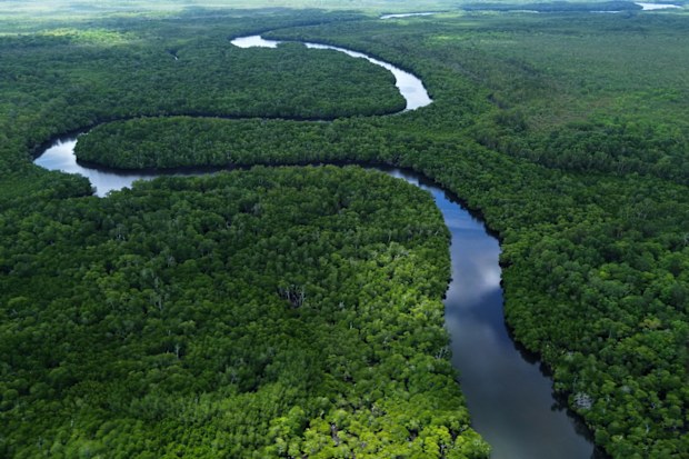 CEFC Tiwi Islands carbon farming forestry project backed by River ...