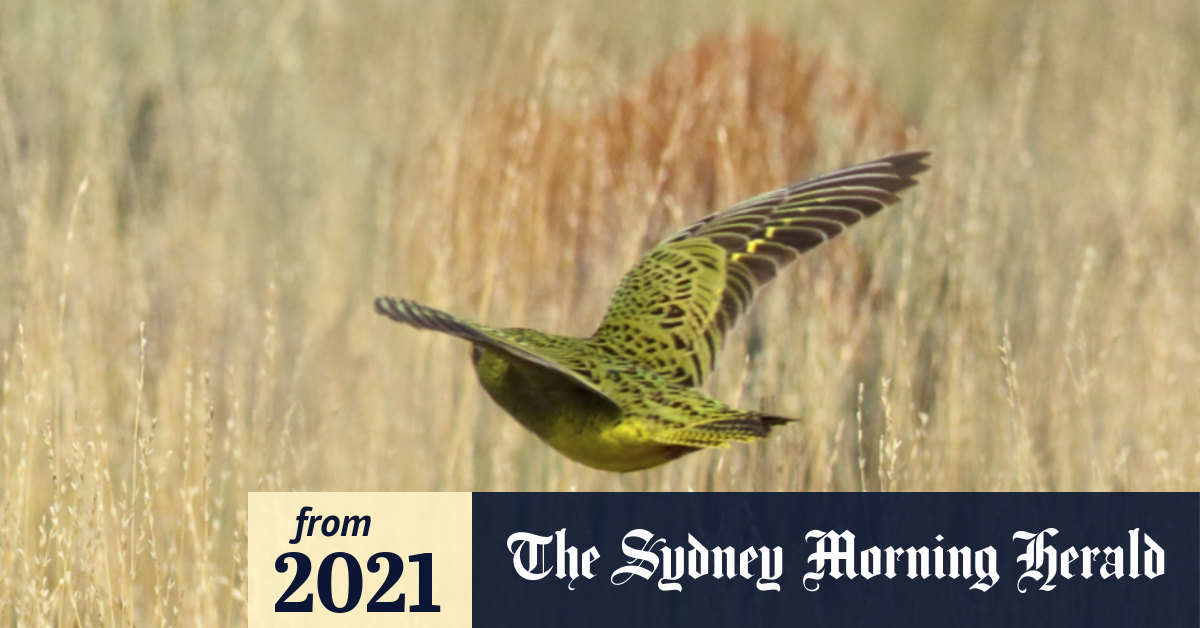 FMG confirms population of elusive night parrot at WA iron ore mine