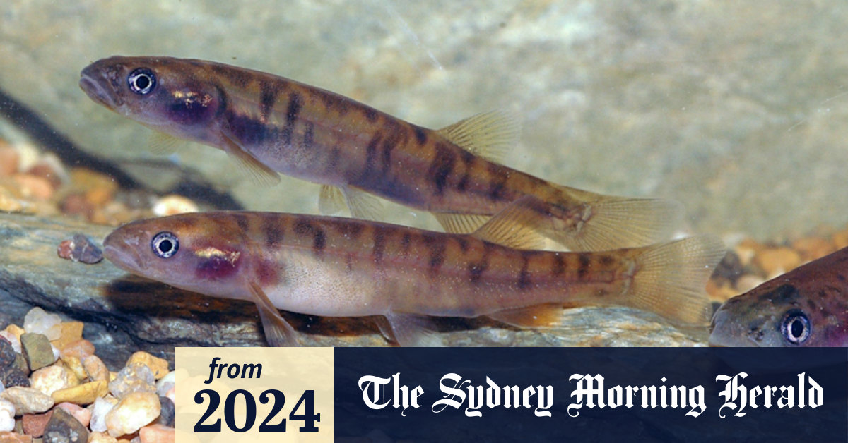 Yalmy galaxias freshwater fish faces extinction threat