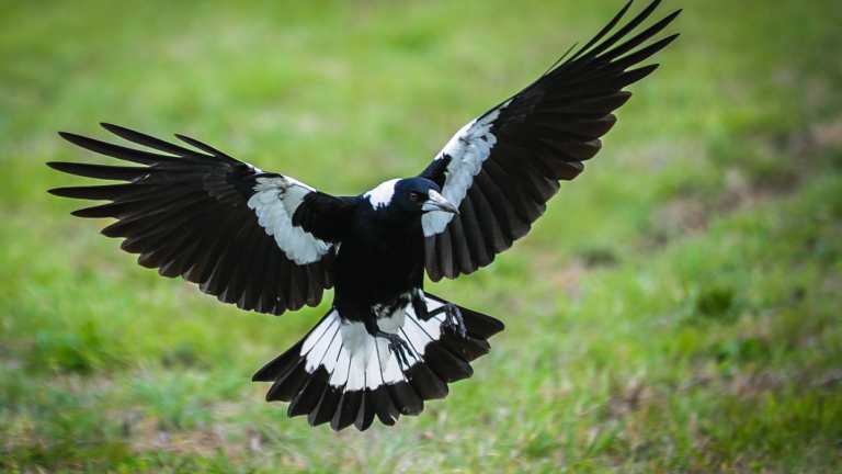 AFL Grand Final: Collingwood Magpies vs West Coast Eagles - but who ...