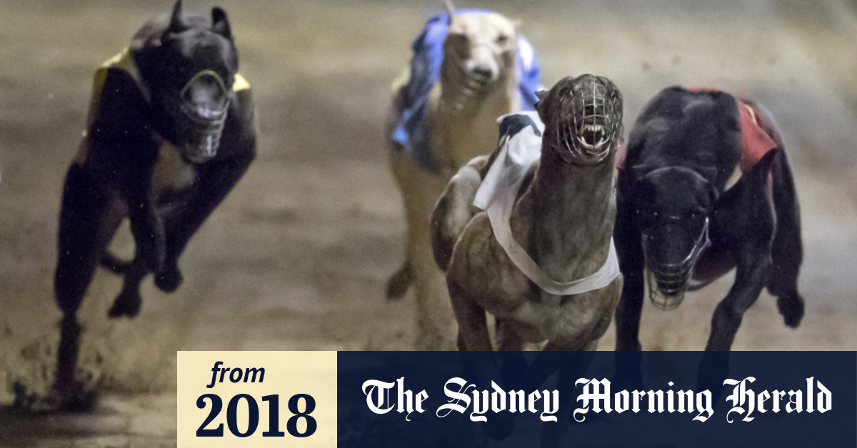 As greyhound racing gets more money, dogs still have plenty of friends