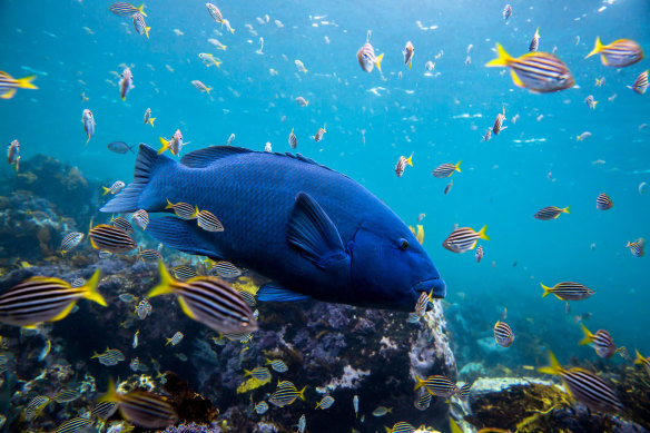 Blue gropers: How Sydney fell in love with the puppy dog of the sea