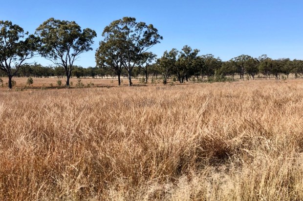Packhorse Pastoral cattle station portfolio up for sale after death of ...