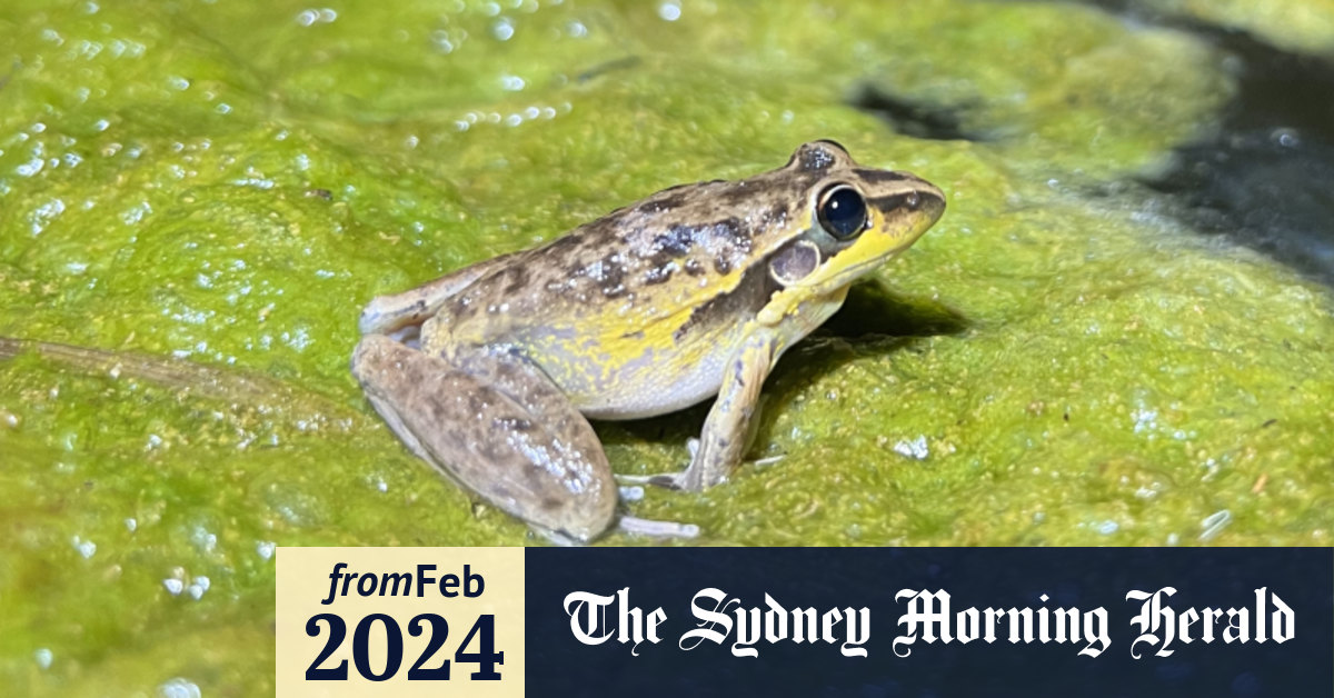 Australian Museum’s FrogID project records database of amphibian sounds