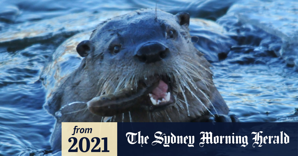 Alaska’s otter attacks spark warning after nine-year-old boy, pets bitten