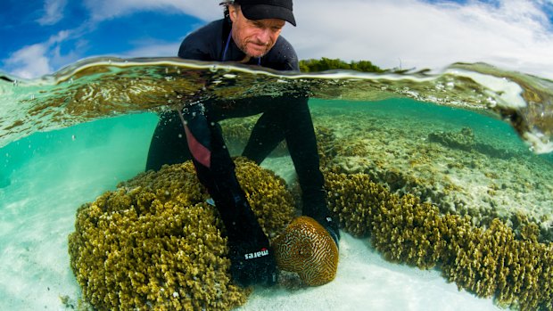 Like the spectacle of a live grand final, coral spawning comes to TV in ...