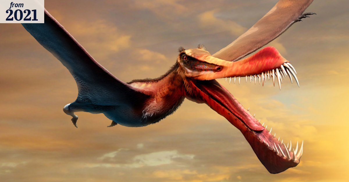 Largest Australian pterosaur ever discovered was a ‘bat on steroids’