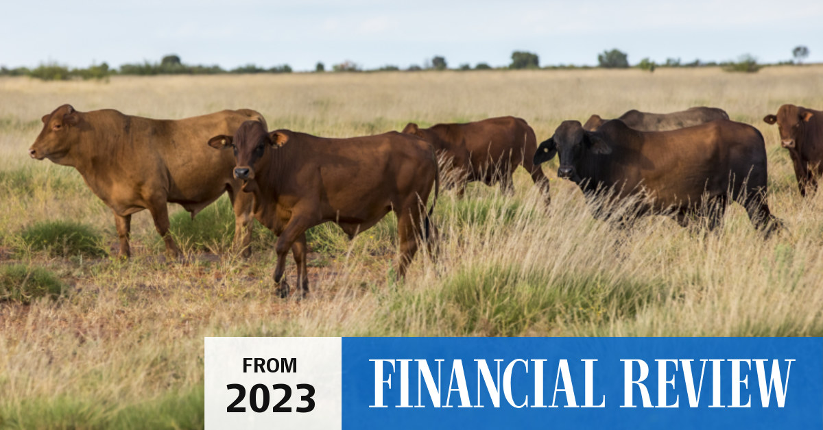 Hui Wing Mau exits WA cattle station empire Kimberley Cattle Portfolio ...