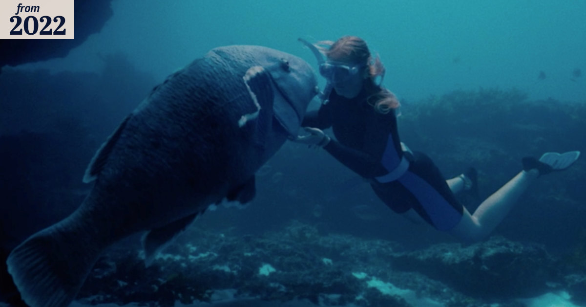 Film review: Blueback