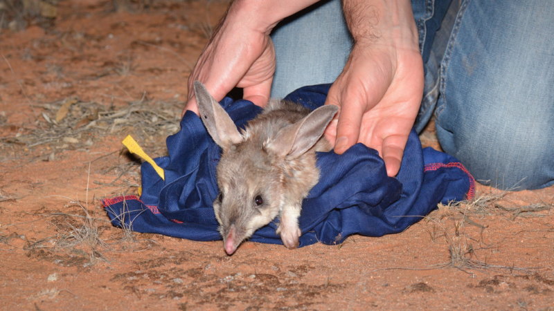 Bilbies released into massive NSW 'natural time capsule'