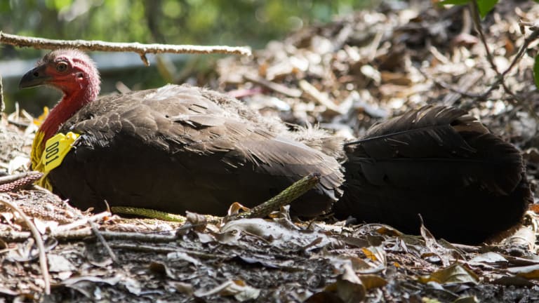 Where to find a three-tonne brush turkey nest near you