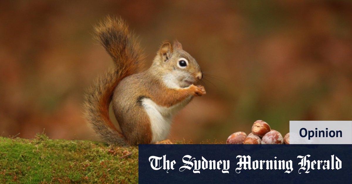 In praise of the eggcorn, the English language’s most logical mistake