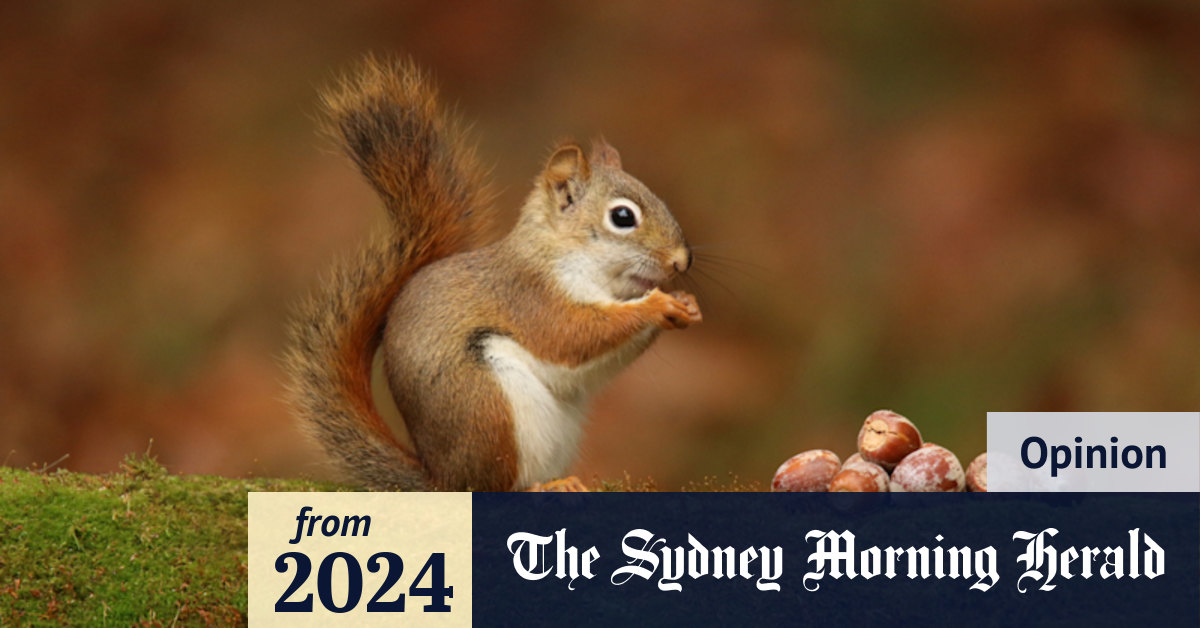 In praise of the eggcorn, the English language’s most logical mistake