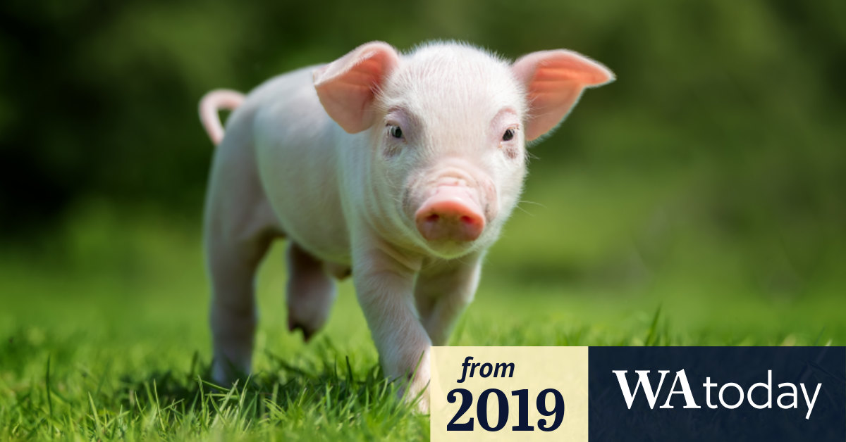 Pinjarra piggery's leaders jailed for smuggling in Danish pig semen